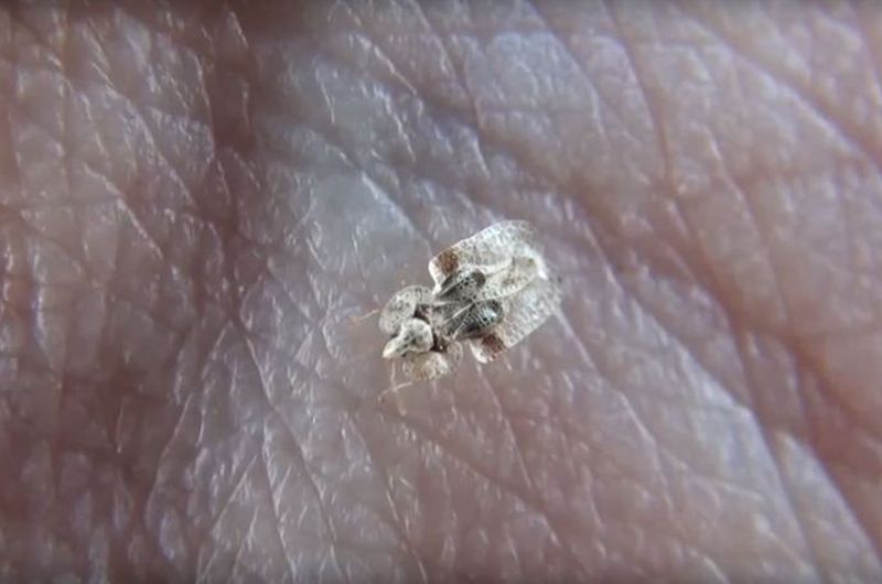 Stjenice u riječkom neboderu - danas dezinsekcija - OG Portal